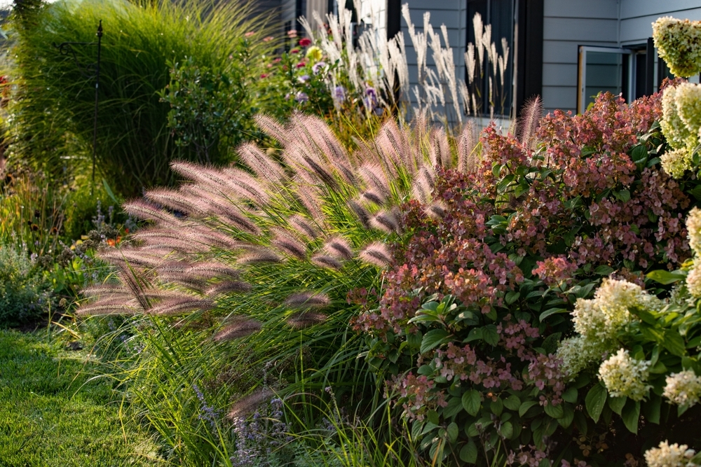 5 makkelijke en mooie siergrassen die je nu kunt planten - Tuindorado