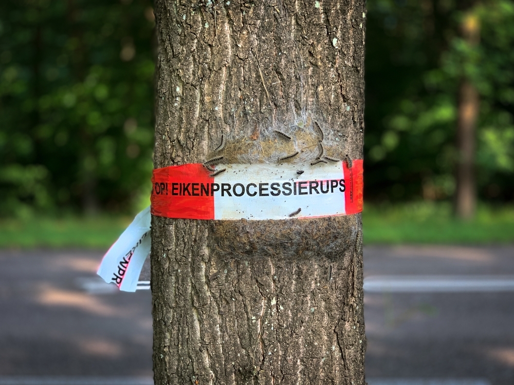 Tips en info over de eikenprocessierups - Tuindorado