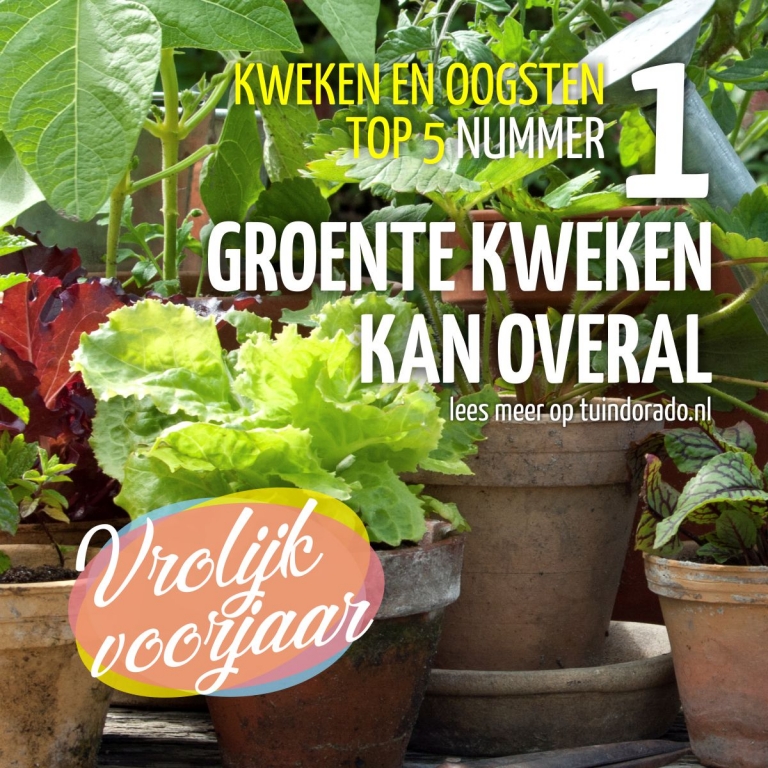 Top 5 kweken en oogsten: 1. groente kweken kan overal! - Tuindorado