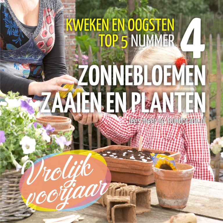 Top 5 kweken en oogsten: 4. zonnebloemen zaaien en planten - Tuindorado