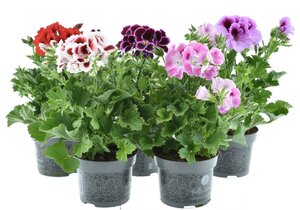 Planten bestellen - Tuindorado