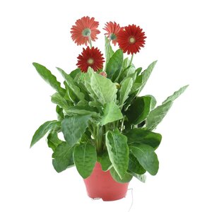 Planten bestellen - Tuindorado